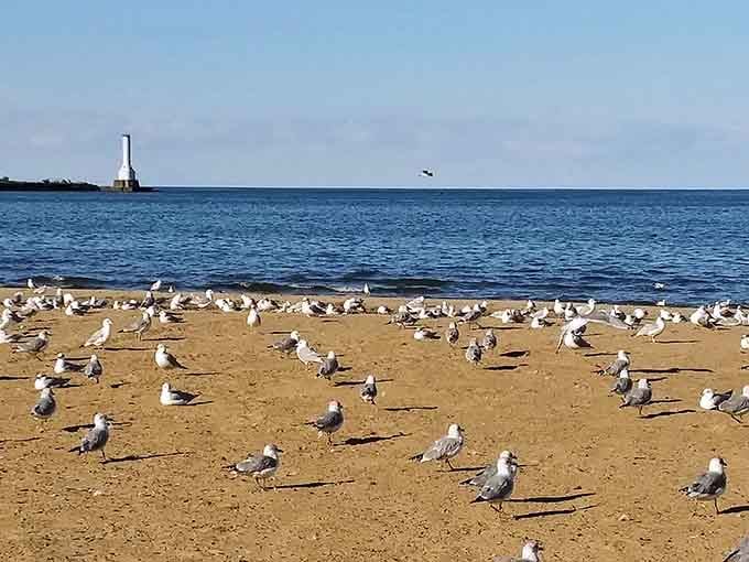 The welcoming committee arrives in full force, hoping your cooler contains something worth their professional attention.