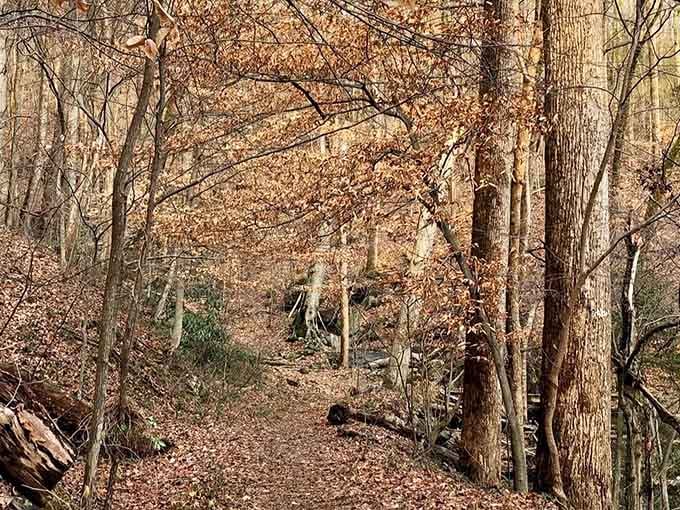 Late autumn paints the trail in warm earth tones, proving nature's decorating skills never go out of style.