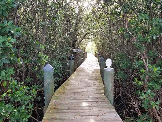 This wooden boardwalk tunnels through mangroves, leading somewhere mysterious and probably involving more spectacular water views.