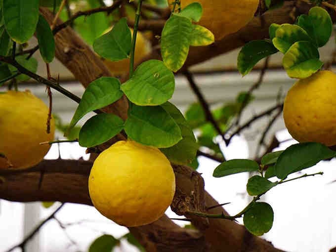 Fresh lemons growing indoors in Illinois, because sometimes plants enjoy defying geography for fun.