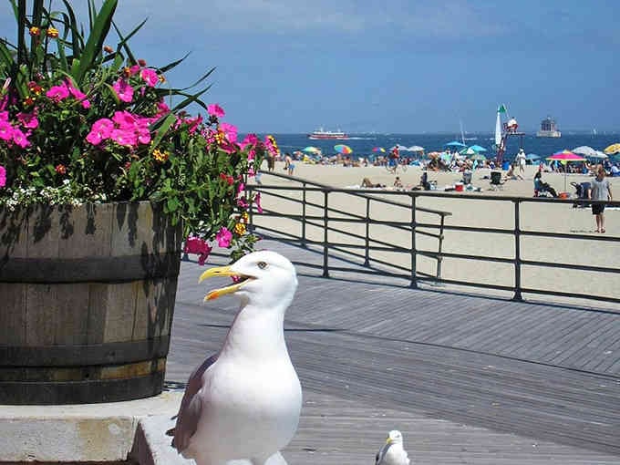 The seagulls at Ocean Beach have mastered the art of photobombing, and honestly, they're pretty good at it.