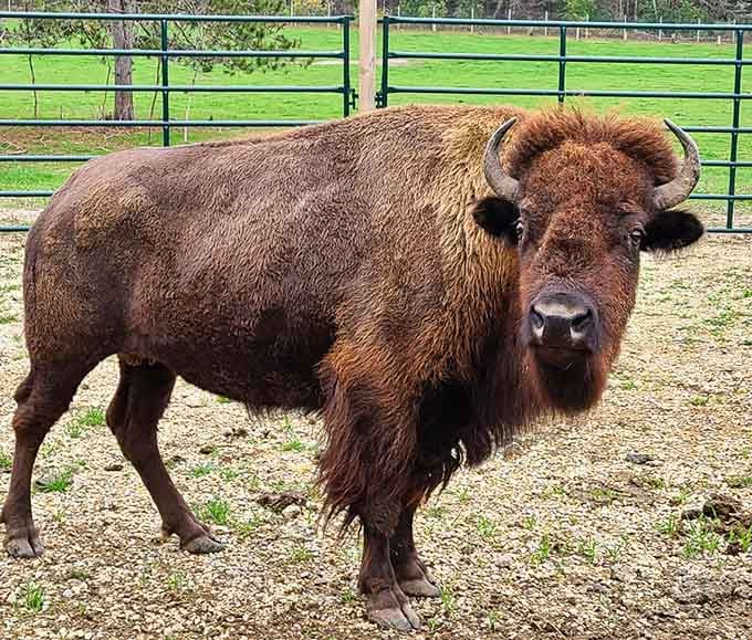 Standing face-to-face with a bison makes you understand why pioneers wrote home about these giants.