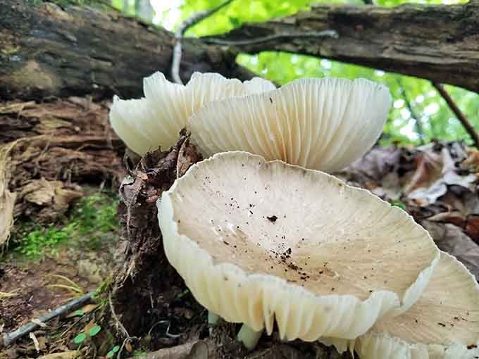Even the fungi here are photogenic, adding delicate beauty to the forest floor in unexpected and surprisingly elegant ways.
