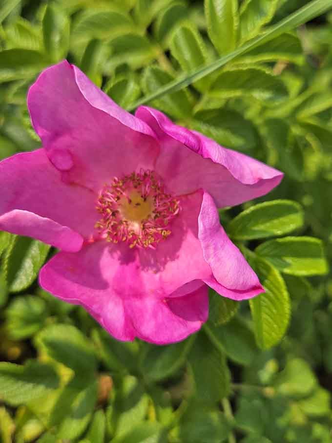 Wild roses bloom along the dunes, adding unexpected bursts of color to the sandy landscape.