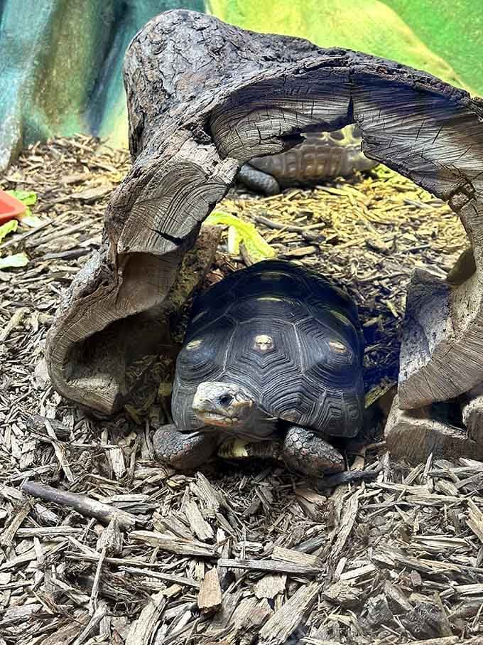 Tortoises proving that slow and steady wins the race, especially when there's a cozy log involved nearby.