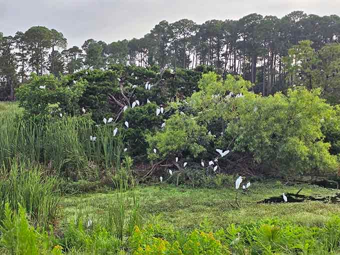White birds gather like they're attending the world's most exclusive tree convention, no invitation required for viewing though.