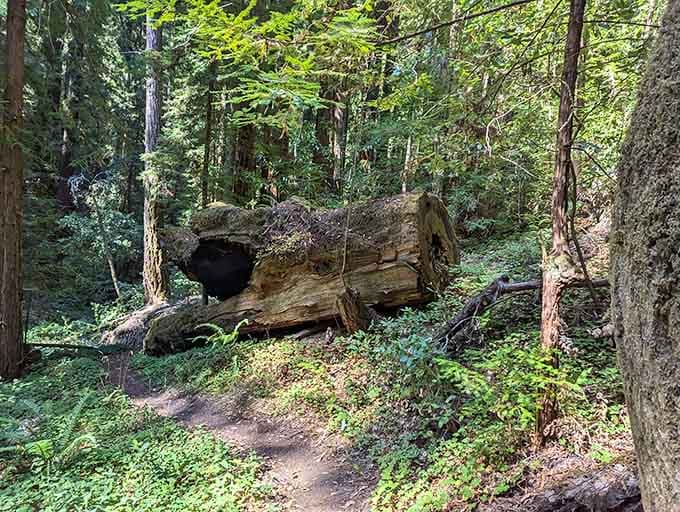 When trees fall in the forest, they create tunnels that make you feel like a hobbit explorer.