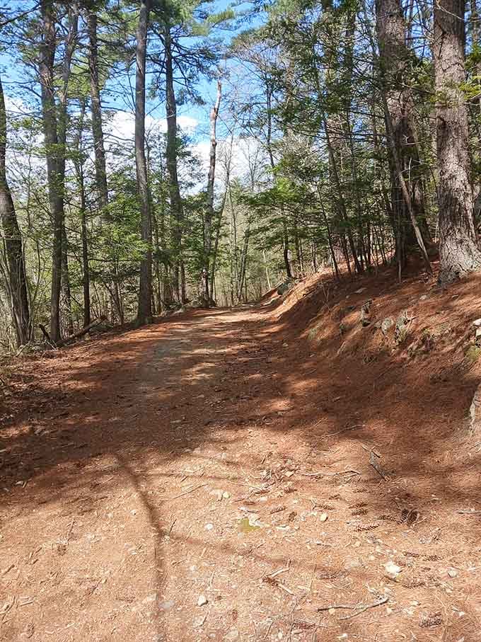 Rich earth tones and dappled shade create the kind of scene that makes you understand why people paint landscapes.