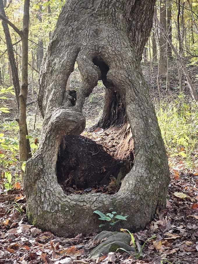 Trees grow in mysterious ways, creating natural sculptures that look like something from a Tim Burton film.