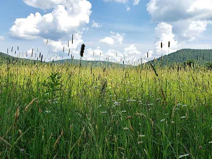 Tall grasses sway in the breeze, performing nature's version of synchronized swimming without the nose clips.