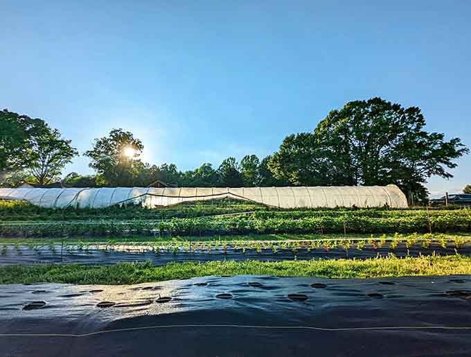 Early morning light kisses the fields, revealing the quiet beauty that exists before the crowds arrive to discover it.