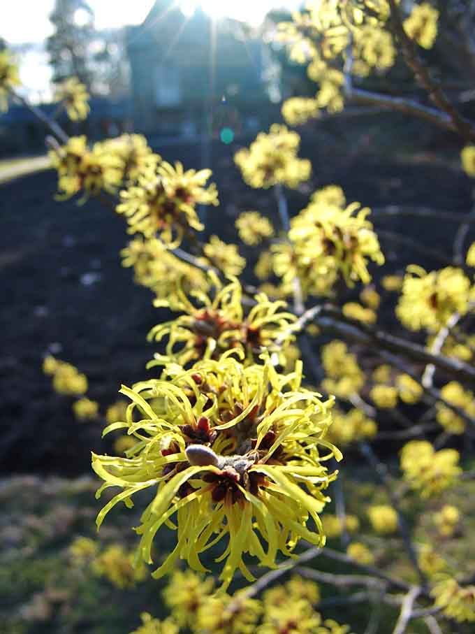 Witch hazel blooms in winter with spidery yellow petals that look delicate but laugh at freezing temperatures.