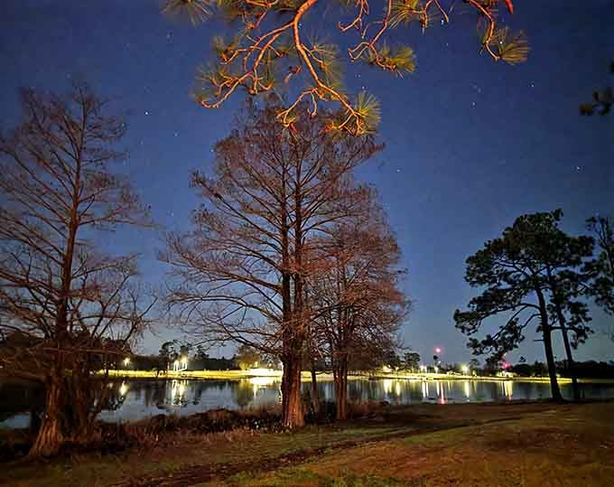 Stars peek through the cypress branches at dusk, promising a celestial show once full darkness arrives over the lake.