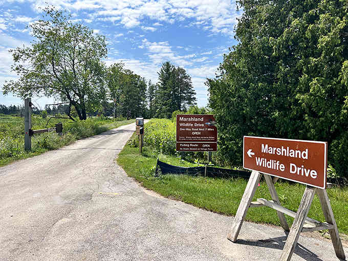 The Marshland Wildlife Drive beckons like an open invitation to nature's most exclusive, yet surprisingly accessible, show.