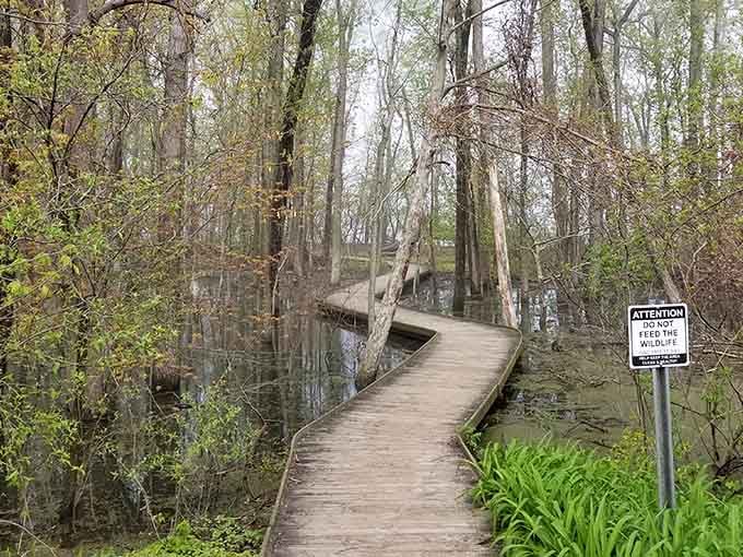 The wooden boardwalk winds through the wetlands like nature's own red carpet, minus the paparazzi and pretension.