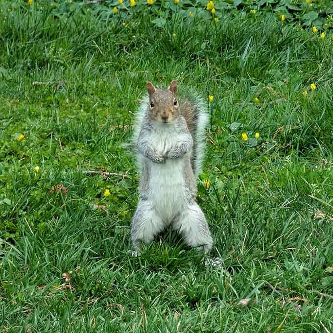 This squirrel has a better office view than most CEOs, and he didn't even need a corner suite.