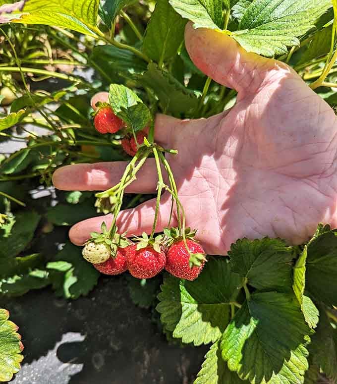 Holding a cluster of just-picked berries feels like winning the lottery, only tastier and without taxes.