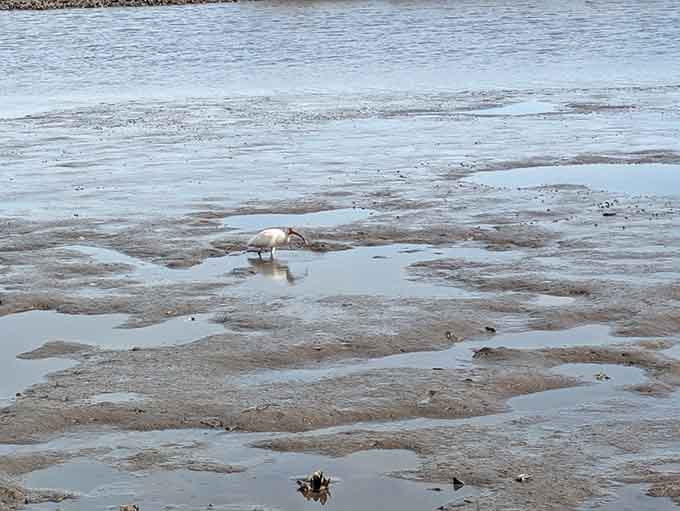 A solitary wading bird doing what we all should do more often: taking life one patient step at a time.