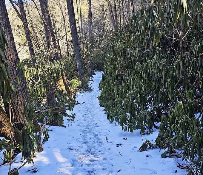 Winter transforms the trail into a snowy wonderland, though those rhododendrons stay impressively green year-round.