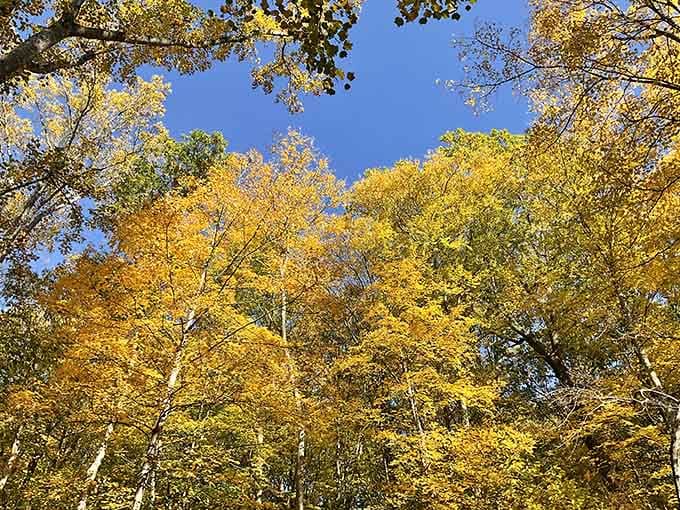 Fall in New Jersey looks like someone spilled every warm color from the paint store onto trees.