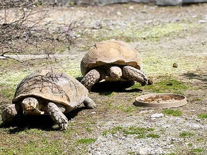 Ancient tortoises moving at their own leisurely pace remind us that slow and steady really does win.