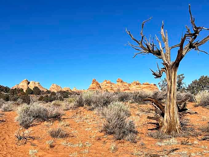 Even the dead trees out here strike dramatic poses against those candy-striped rocks in the background.