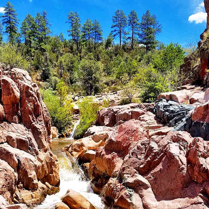 Ponderosa pines tower overhead like nature's cathedral, reminding you why they call this the Rim Country.