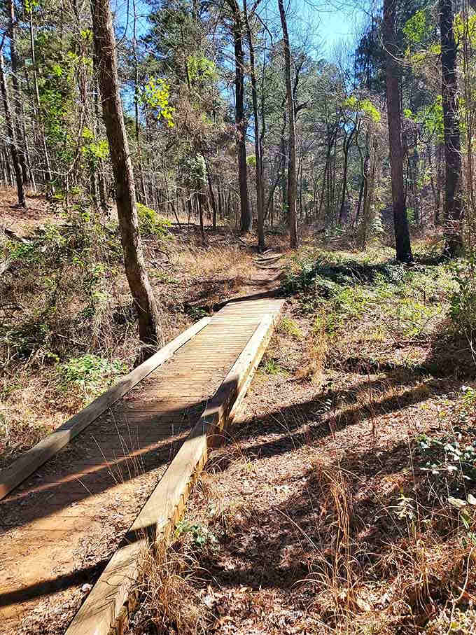 This wooden boardwalk keeps your feet dry while letting you feel like you're walking through a nature documentary.