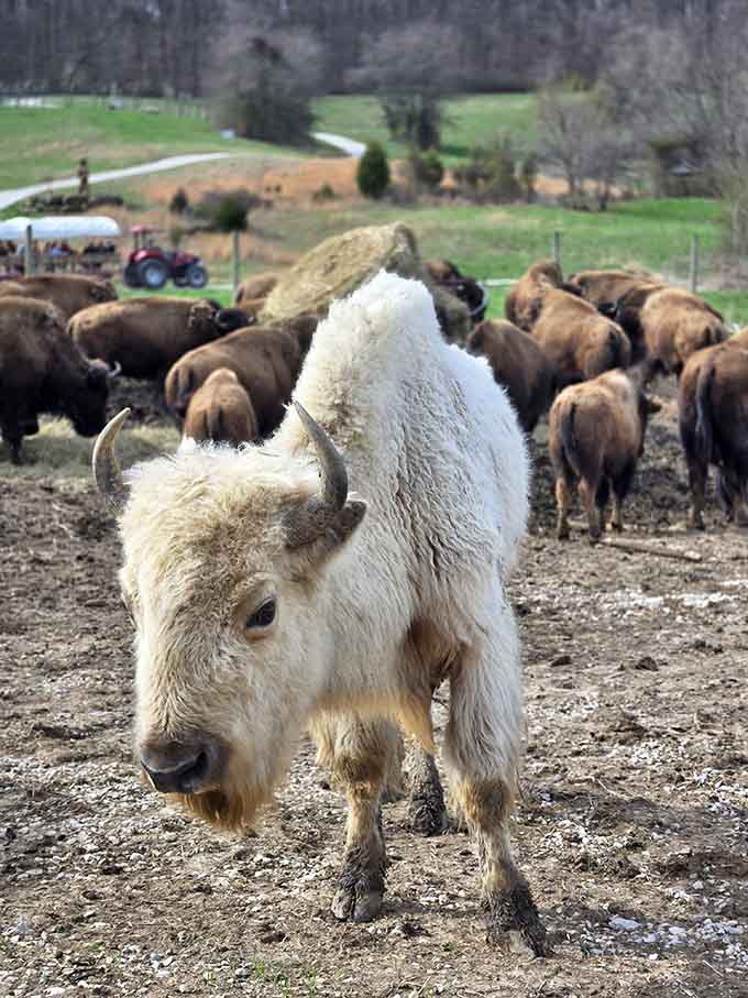 This white bison stands proud like the rarest Pok&eacute;mon card in someone's collection, majestic and utterly unforgettable.