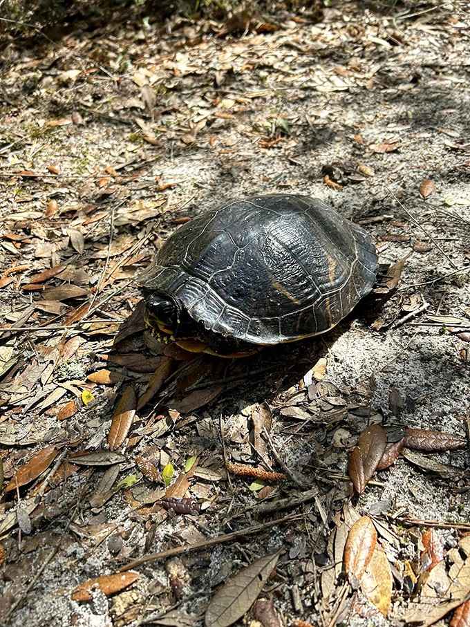 This shelled wanderer moves at retirement pace, proving slow and steady really does win the race.