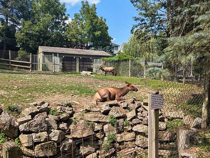 Elk roam their hillside habitat like they own the place, because honestly, they kind of do.