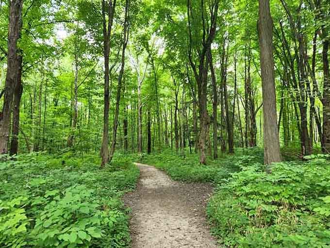 This forest trail beckons like a green cathedral, inviting you to leave your worries at the trailhead.