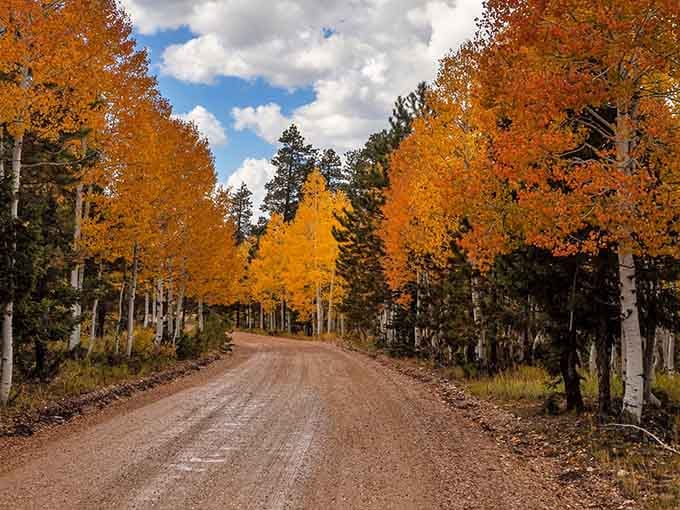Golden aspens forming a tunnel of autumn fire prove that Arizona's fall colors rival anything New England has to offer.