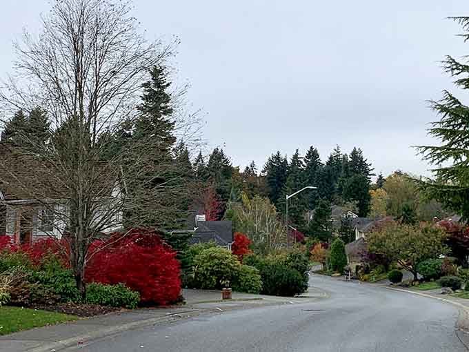 Brilliant red foliage explodes with color along this peaceful residential street where fall puts on its annual spectacular show.