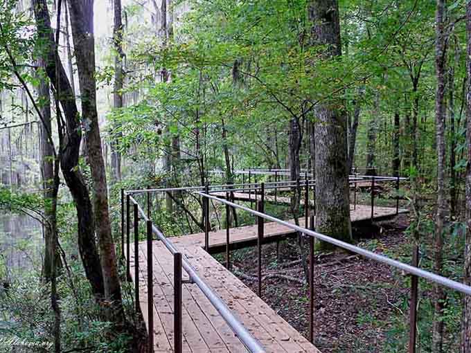 Rain-slicked boardwalks curve through misty woods where every breath tastes like earth and every sound whispers peace and possibility.