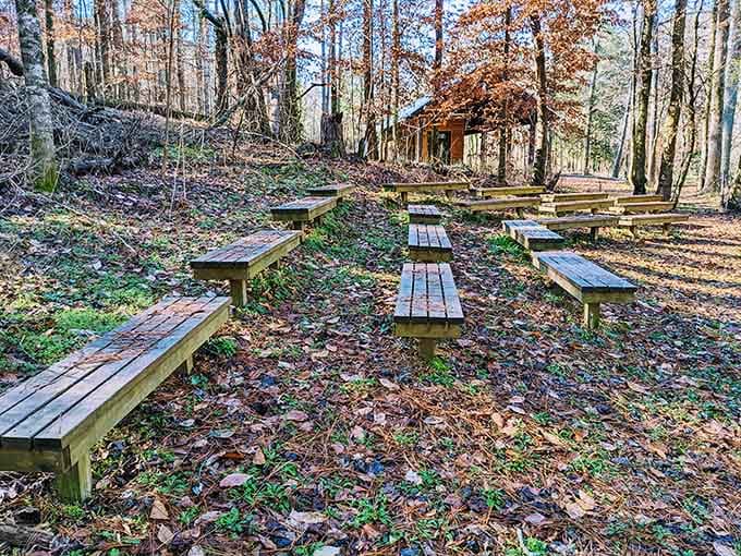 Nature's own amphitheater with wooden benches arranged for the forest's daily performance.