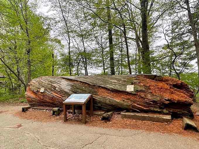 When a fallen giant becomes a teaching moment, complete with informational plaque and the kind of scale that humbles us.