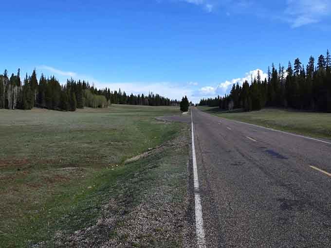 Wide-open meadows flanked by towering evergreens create a peaceful alpine scene that redefines what Arizona landscapes can be.