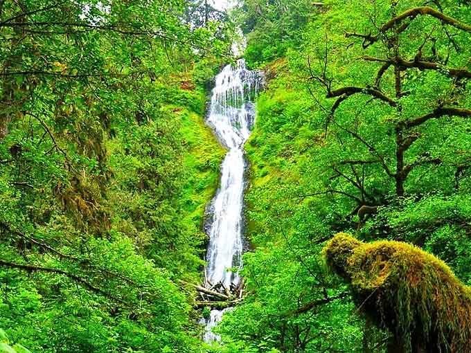 Moss clings to every surface while water tumbles through this narrow gorge carved over thousands of patient years.