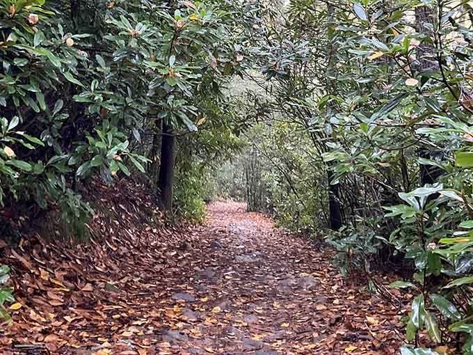 This leaf-covered path tunnels through dense rhododendron, inviting you into a secret green world beyond.