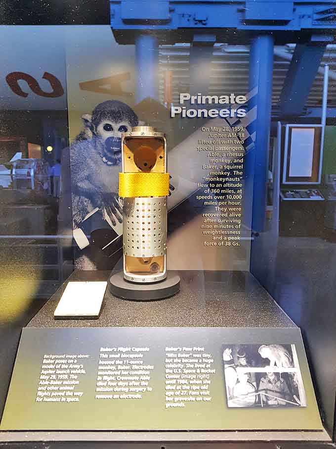 The actual space capsule display shows just how brave this little squirrel monkey truly was back then.