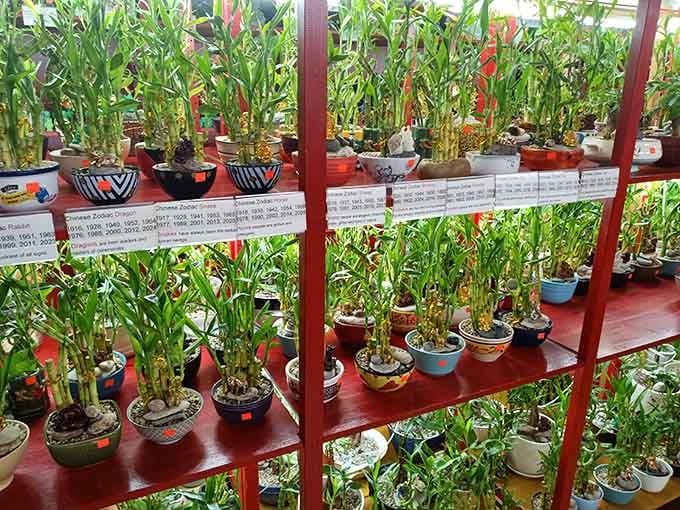 Lucky bamboo plants line red shelves in cheerful pots, bringing feng shui possibilities to bargain hunters everywhere.