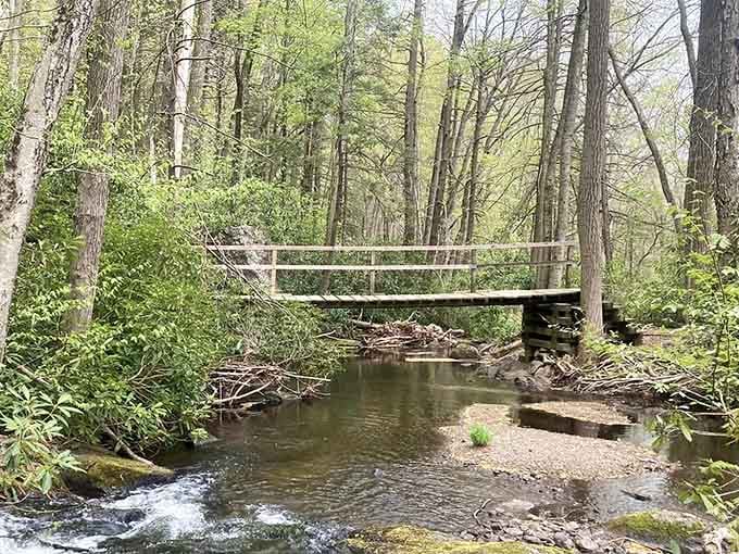 A simple wooden bridge spans a babbling stream, connecting trails and creating picture-perfect moments for wanderers.