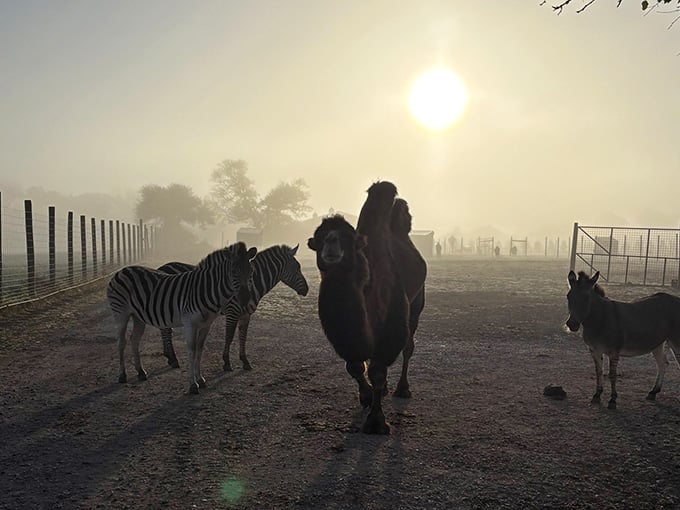 Misty mornings transform the safari into something from a David Attenborough fever dream, Illinois edition.