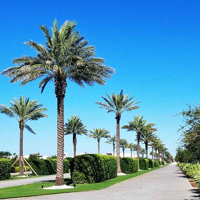 Palm trees lining paths so perfectly manicured you'll wonder if someone comes out nightly to fluff them.