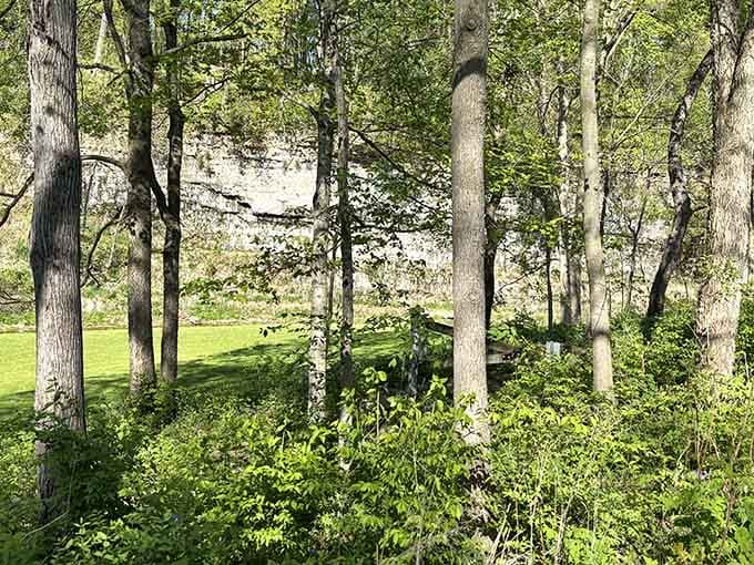 Sunlight filters through the canopy onto peaceful riverside spots perfect for contemplative moments or napping.