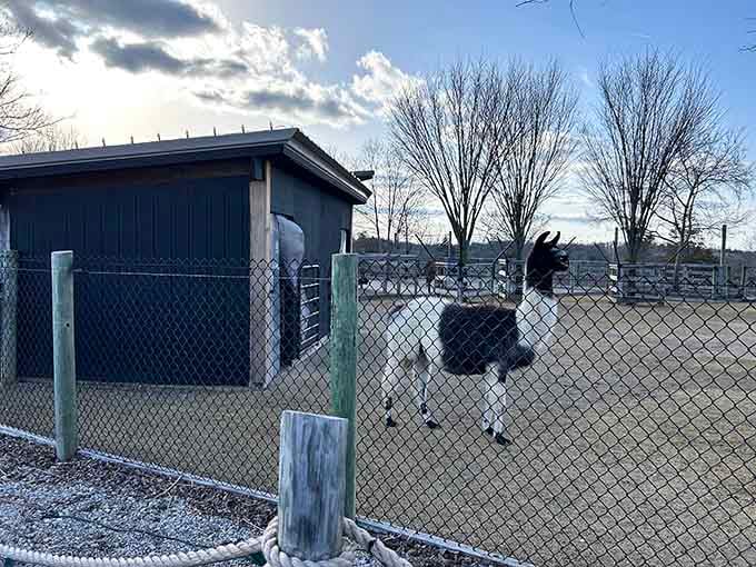 That llama's expression suggests he's seen some things, probably involving tourists and questionable fashion choices over the years.