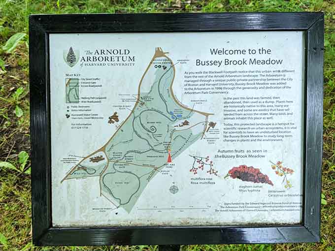 This helpful map shows the Bussey Brook Meadow, because even paradise needs a little navigation assistance sometimes.