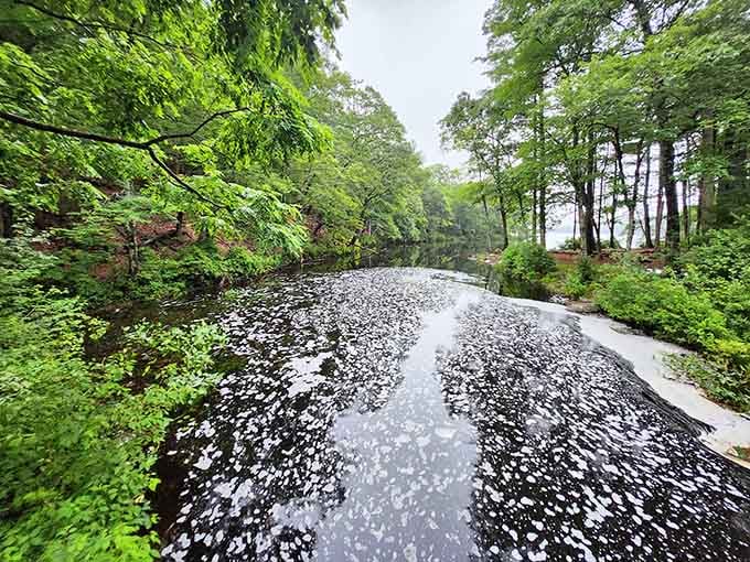 Bubbles forming on dark water create an accidental masterpiece that no artist could deliberately plan or replicate.