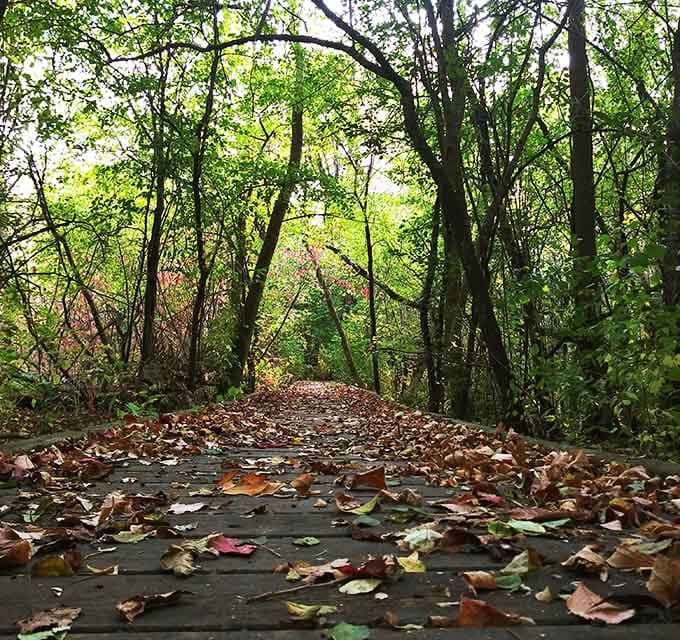 Shaded boardwalk trails wind through nature, perfect for working off that picnic lunch or finding quiet contemplation.